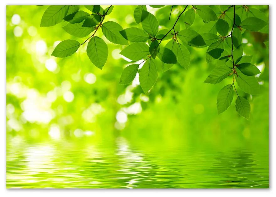 Wallmuralia Foto-obraz fotografie na skle Zelené listí 100x70 cm
