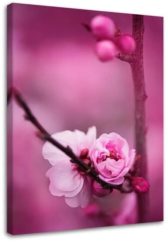 Obraz na plátně, Růžový květ jabloně - 80x120 cm