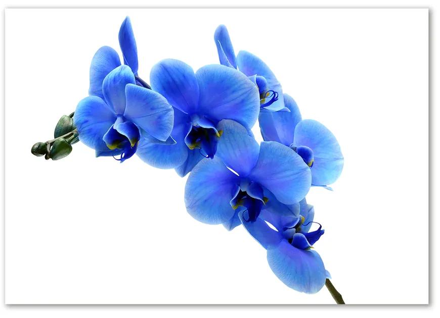 Wallmuralia Foto obraz akrylové sklo Modrná orchidej 100x70