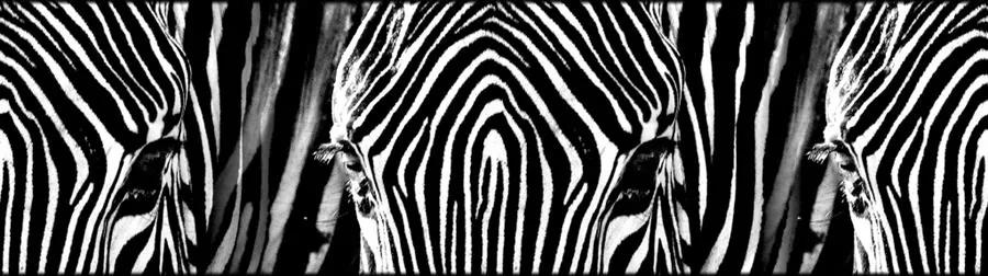 AG Design Samolepící bordura - Zebra, 13,8cm x 5m,  WB 8205