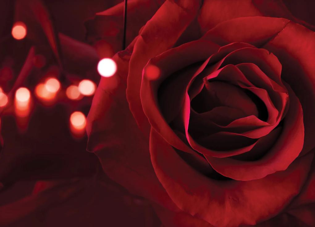 Malvis ® Tapeta Růže detail Vel. (šířka x výška): 288 x 200 cm