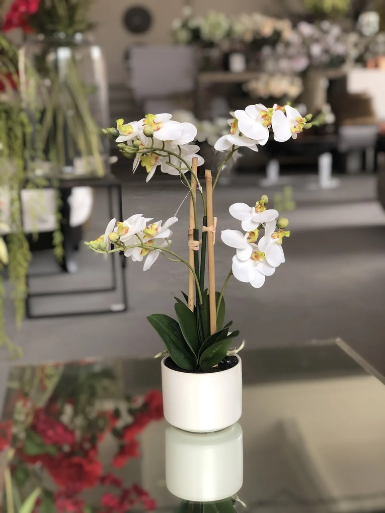 Bílá Orchidej ve váze EDG H40