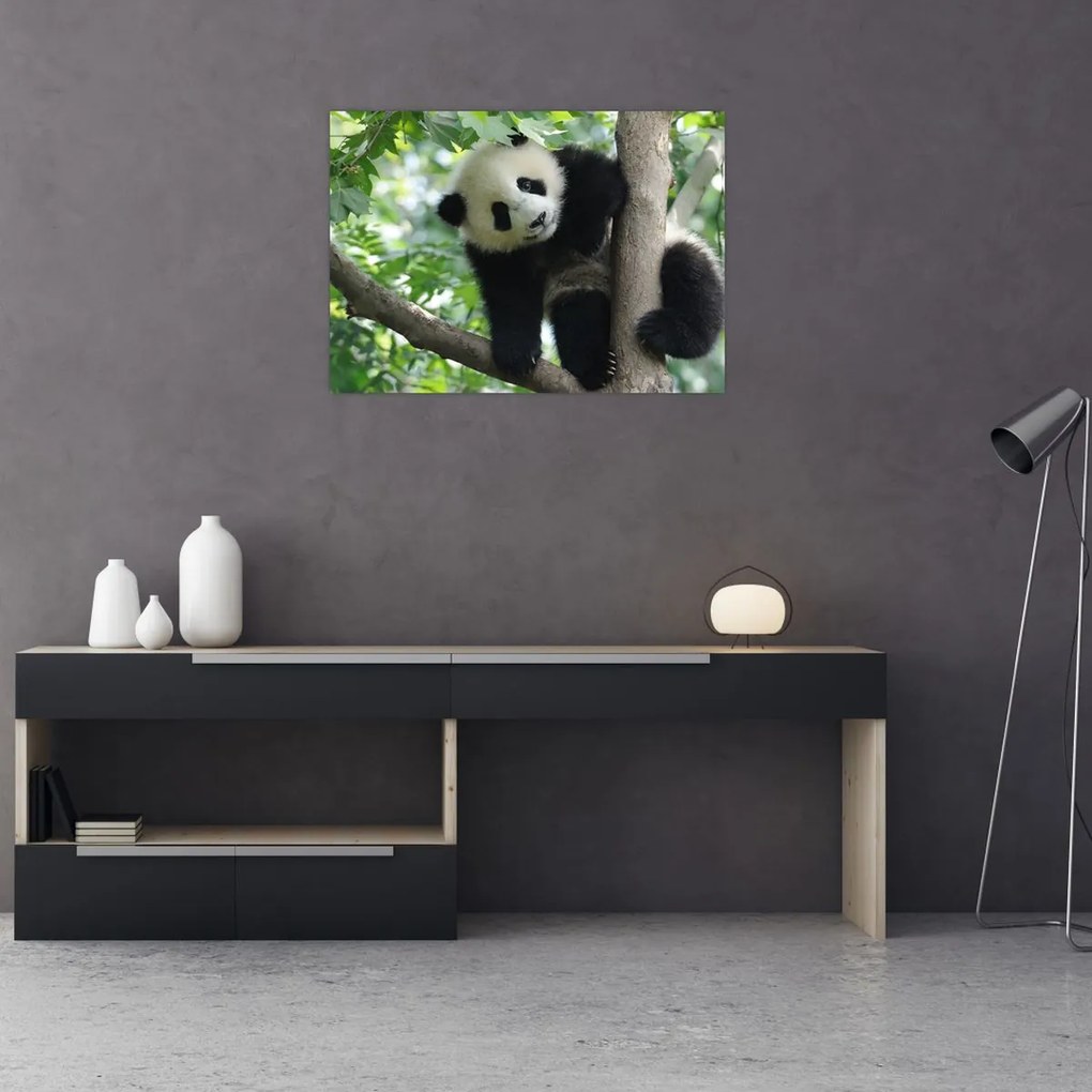 Obraz - Panda na stromě (70x50 cm)