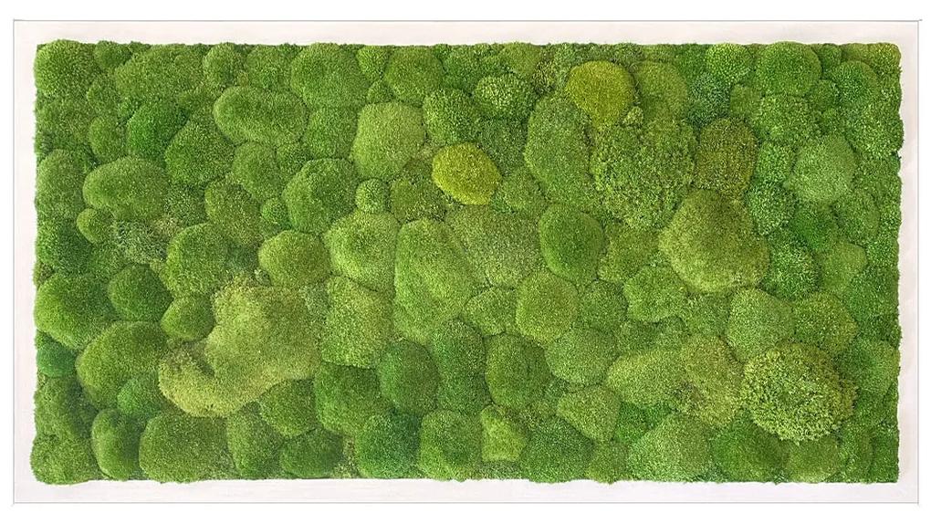 WOODILO Mechový obraz 210 | kopečkový mech | světle zelená Rozměr obrazu: 100x100 cm, Barva rámu: Černá, Síla rámu (pohledová): 4,5 cm