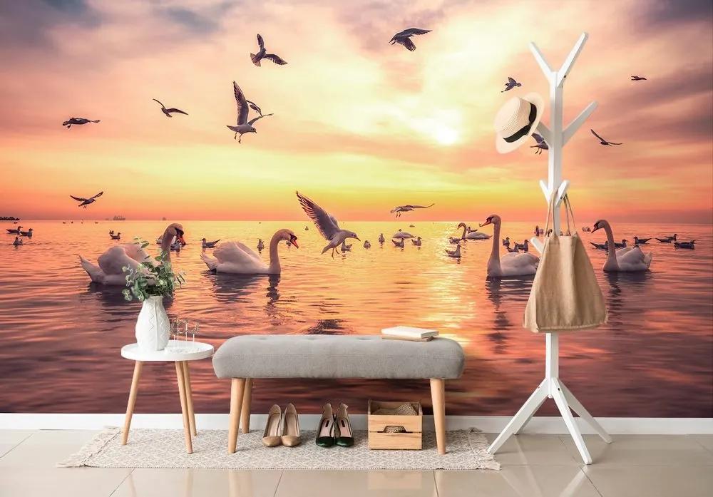 Samolepící tapeta labutě v jezeře - 300x200 cm