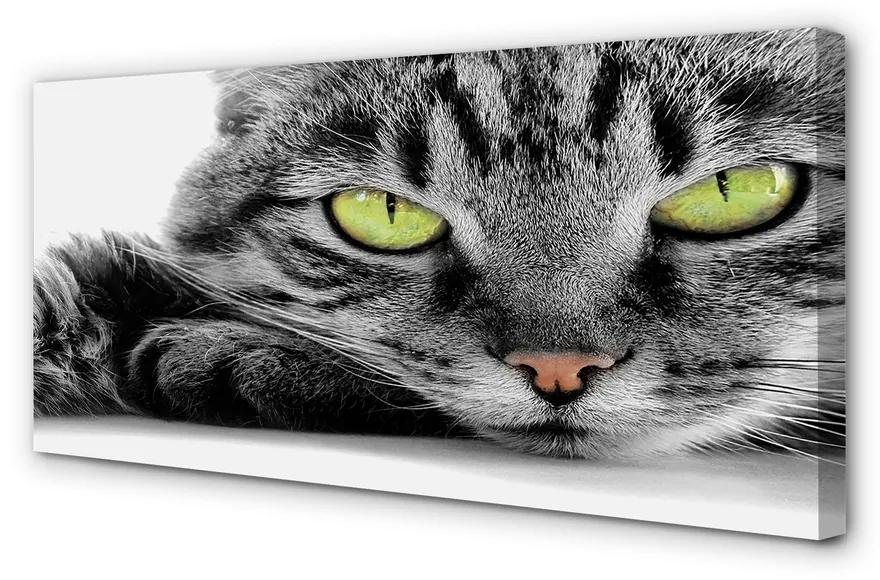 Obrazy na plátně Šedočerná kočka 100x50cm