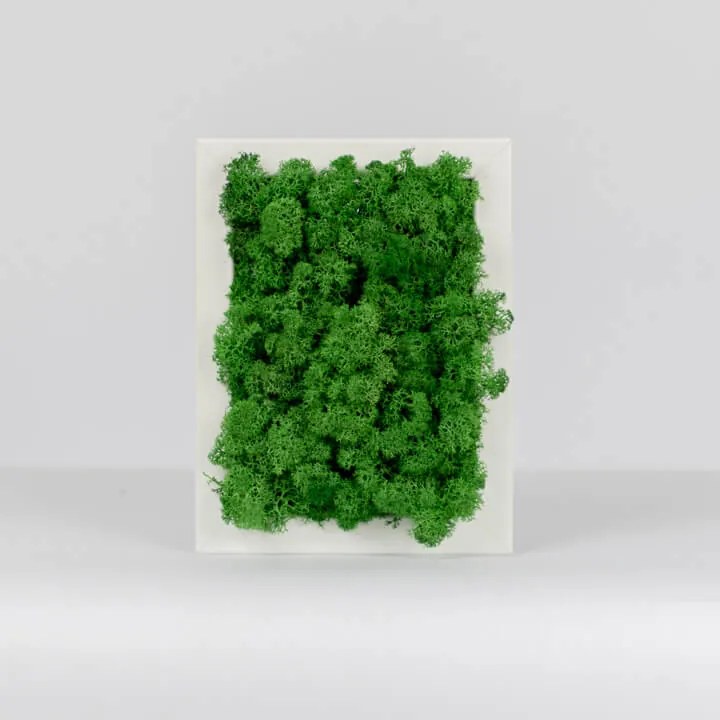 Mechový obraz | 18x13 cm | lesně zelený - bílý rám