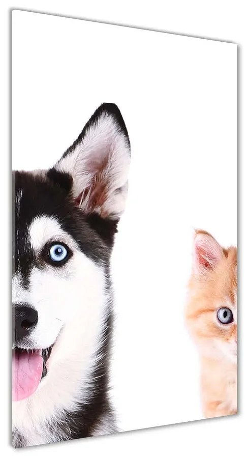 Wallmuralia Foto obraz akrylový na stěnu Pes a kočka 60x120 cm