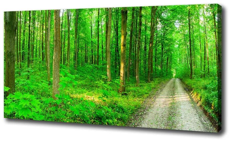 Wallmuralia Foto obraz na plátně Stromy v lese 100x50