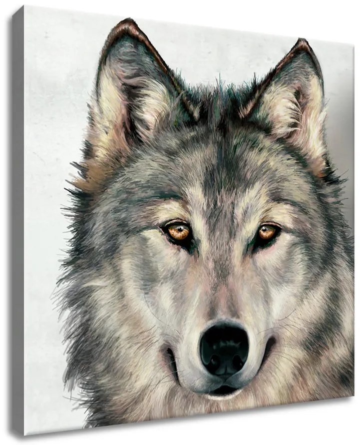Gario Obraz na plátně Šedý vlk Velikost: 40 x 40 cm
