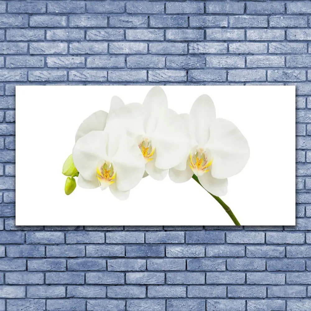 Plexisklo-obraz Orchidej Výhonky Květiny Příroda 120x60 cm