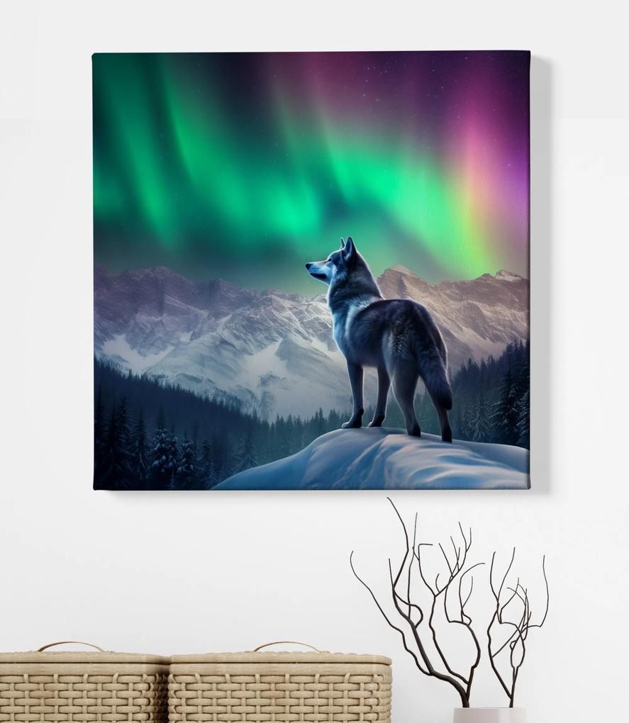 Obraz na plátně - Vlk pozoruje polární záři FeelHappy.cz Velikost obrazu: 120 x 120 cm