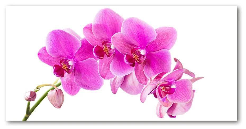 Wallmuralia Foto obraz akrylový Růžová orchidej 120x60 cm