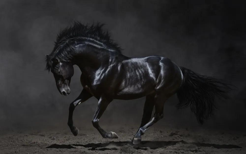 Vícedílný obraz Černý Kůň Ve Cvalu Nedostatek Nedostatek Přírodní plátno 80x50