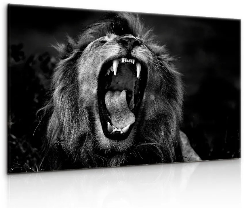 Malvis Malvis Obraz černobílý královský lev  120x80 cm
