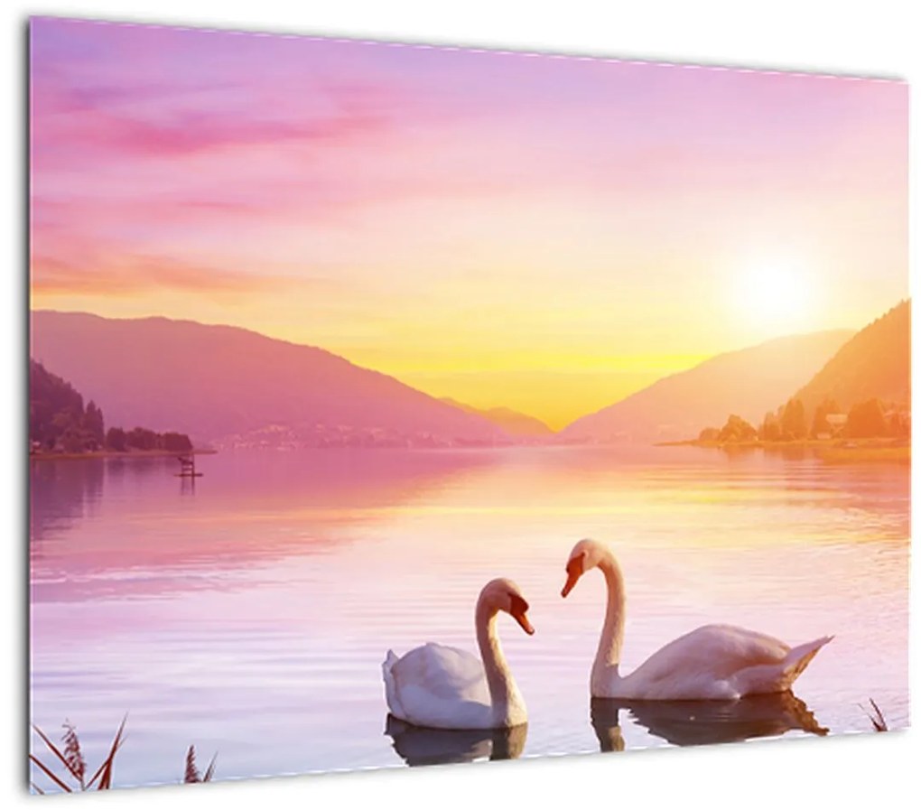 Skleněný obraz zamilovaných labutí (70x50 cm)