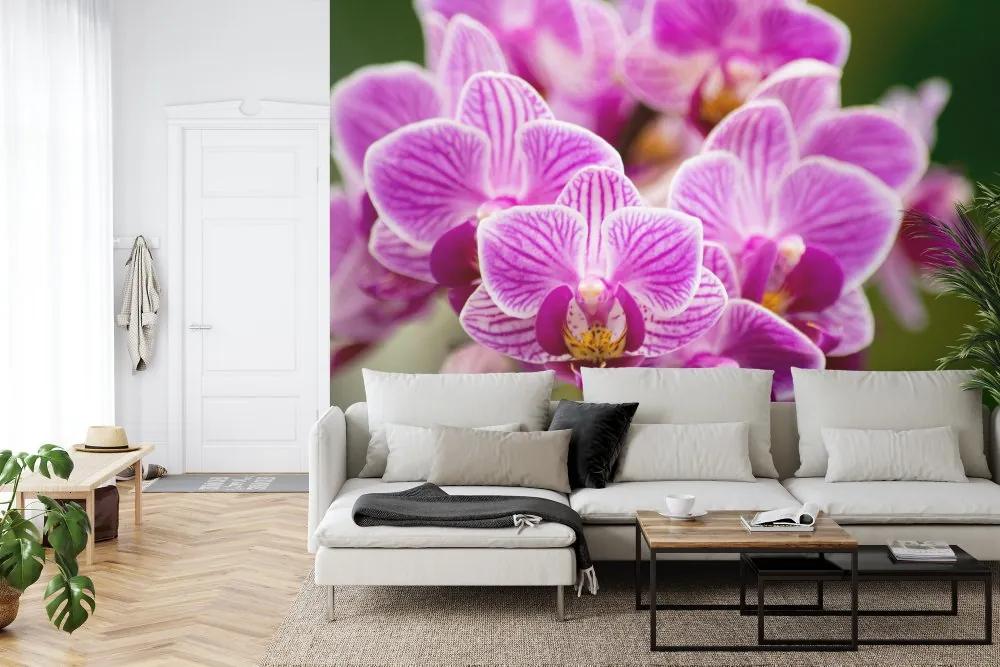Fototapeta Kytice Orchidejí Omyvatelný vlies 90x60