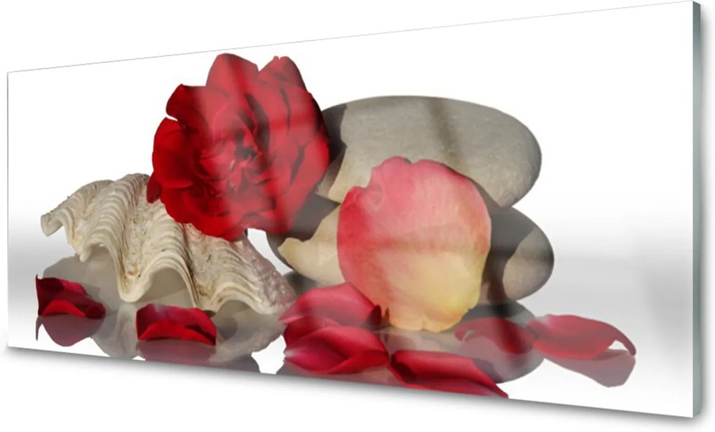 Plexisklo obraz Růže Plátky Mrtvá Příroda