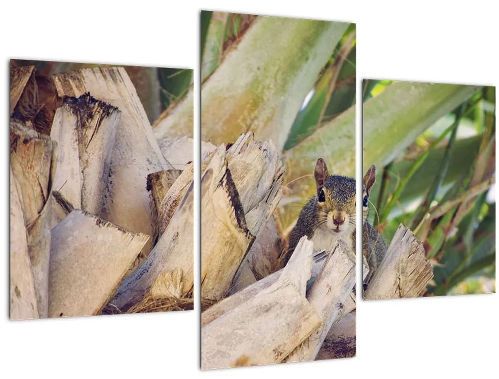 Obraz veverky na stromu (90x60 cm), 40 dalších rozměrů