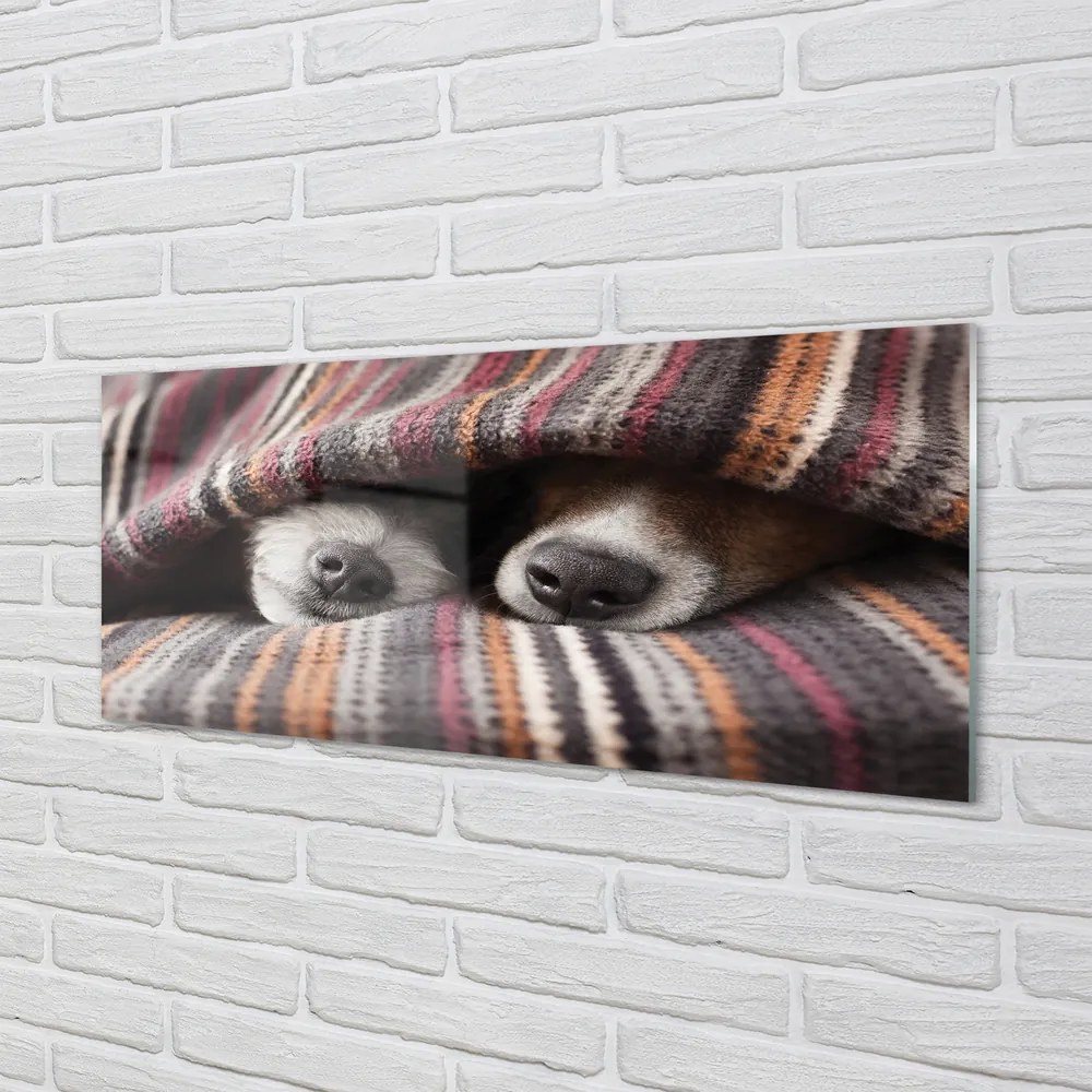 akrylový obraz spící psi 120x60 cm