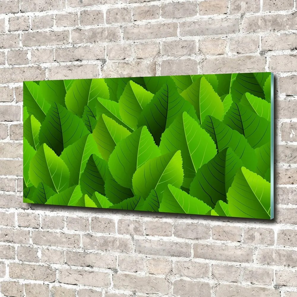 Wallmuralia Fotoobraz na skle Zelené listí 140x70 cm
