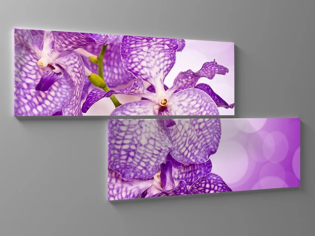 Obraz fialová orchidej Rozměr: 80 x 40 cm