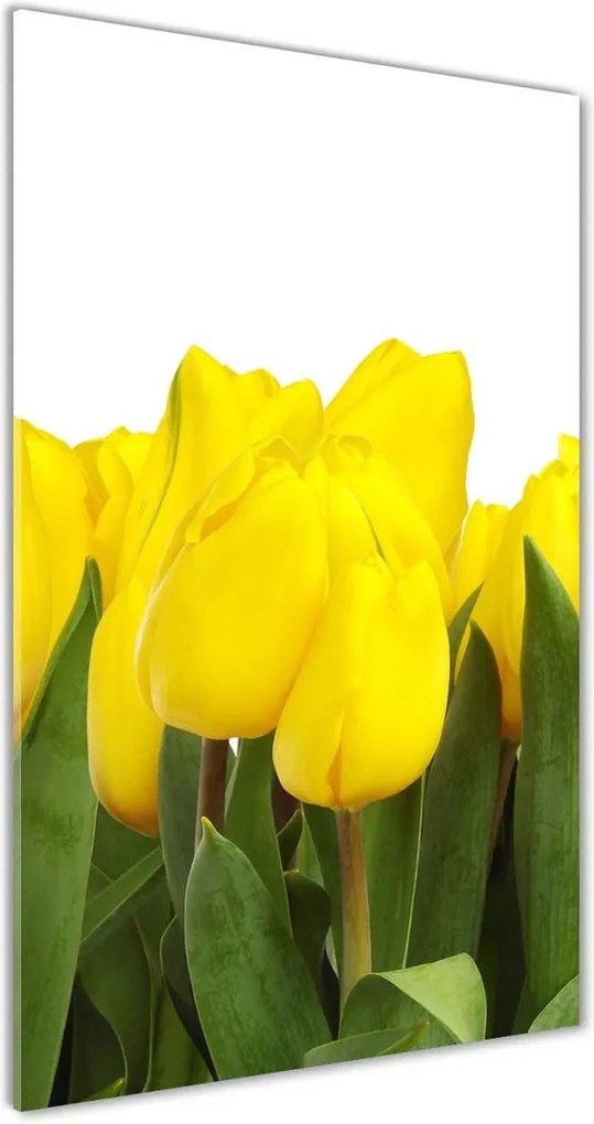 Foto obraz na plátně Žluté tulipány