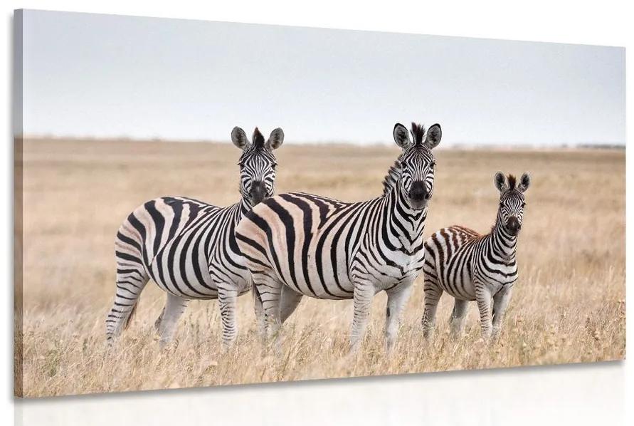 Obraz tři zebry v savaně Varianta: 120x80