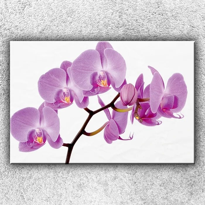 Obraz na zeď Fialová orchidej