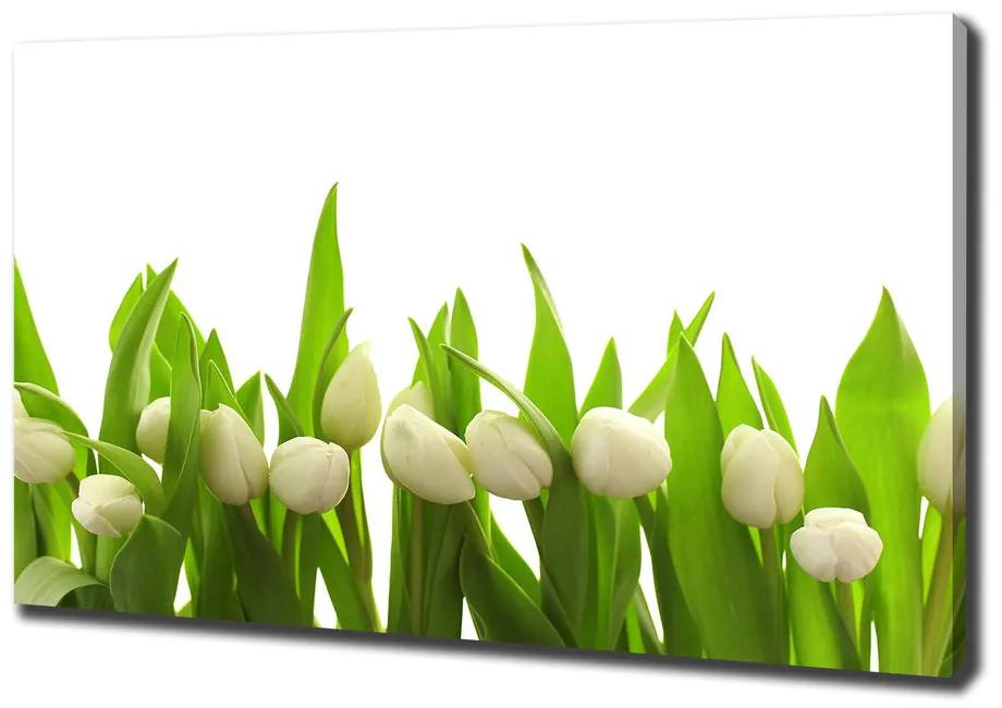 Wallmuralia Foto obraz na plátně do obýváku Bílé tulipány 100x70 cm