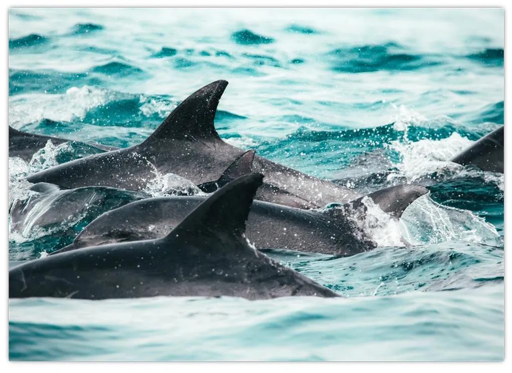 Skleněný obraz - Delfíni v oceáně (70x50 cm)