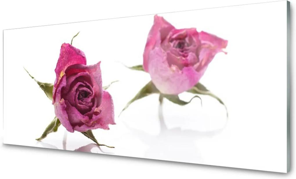 Plexisklo obraz Růže Květiny Rostlina