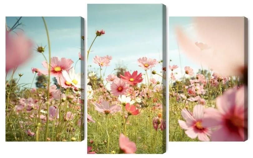 Vícedílný obraz Kosmos Květiny V Zahradě Nedostatek Nedostatek Plátno Canvas 90x60