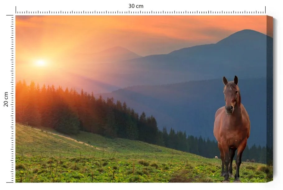 Obraz Kůň Na Pozadí Západu Slunce Nedostatek Nedostatek Plátno Canvas 30x20
