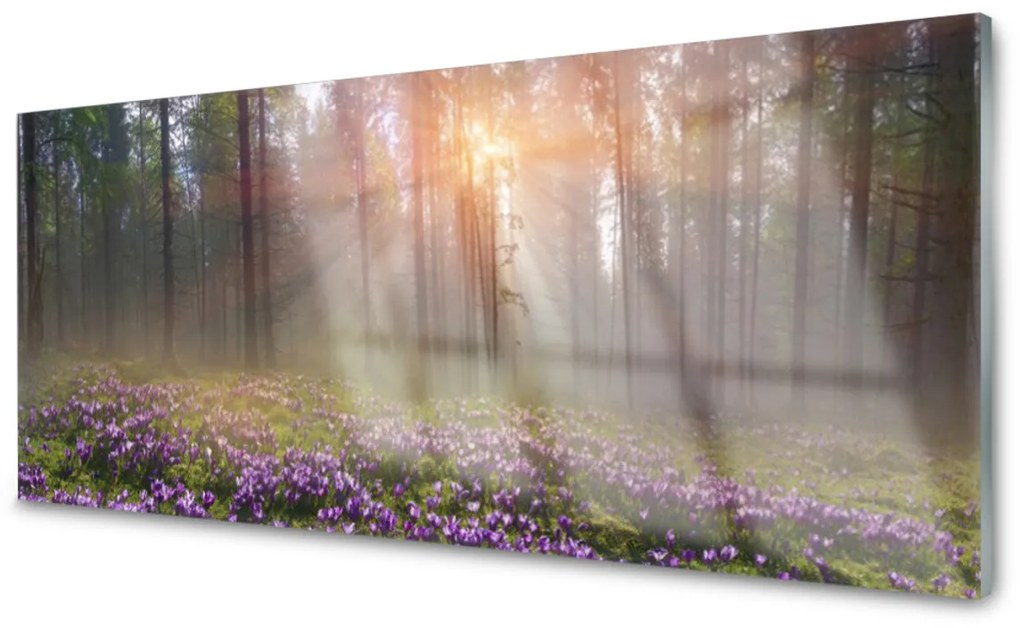 Obraz na skle Les Květiny Rostlina Příroda