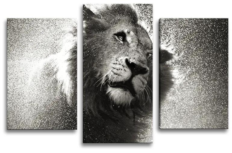 Sablio Obraz - 3-dílný Mokrý lev - 75x50 cm