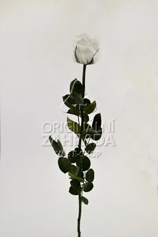 Stabilizovaná růže - bílá