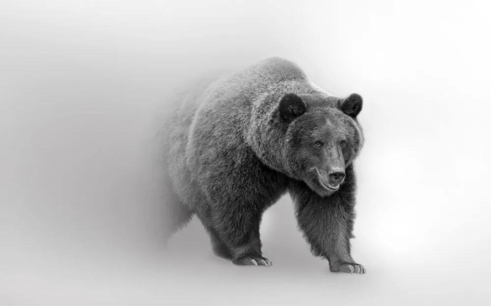 Vícedílný obraz Medvěd V Mlze 3D Nedostatek Nedostatek Plátno Canvas 160x100
