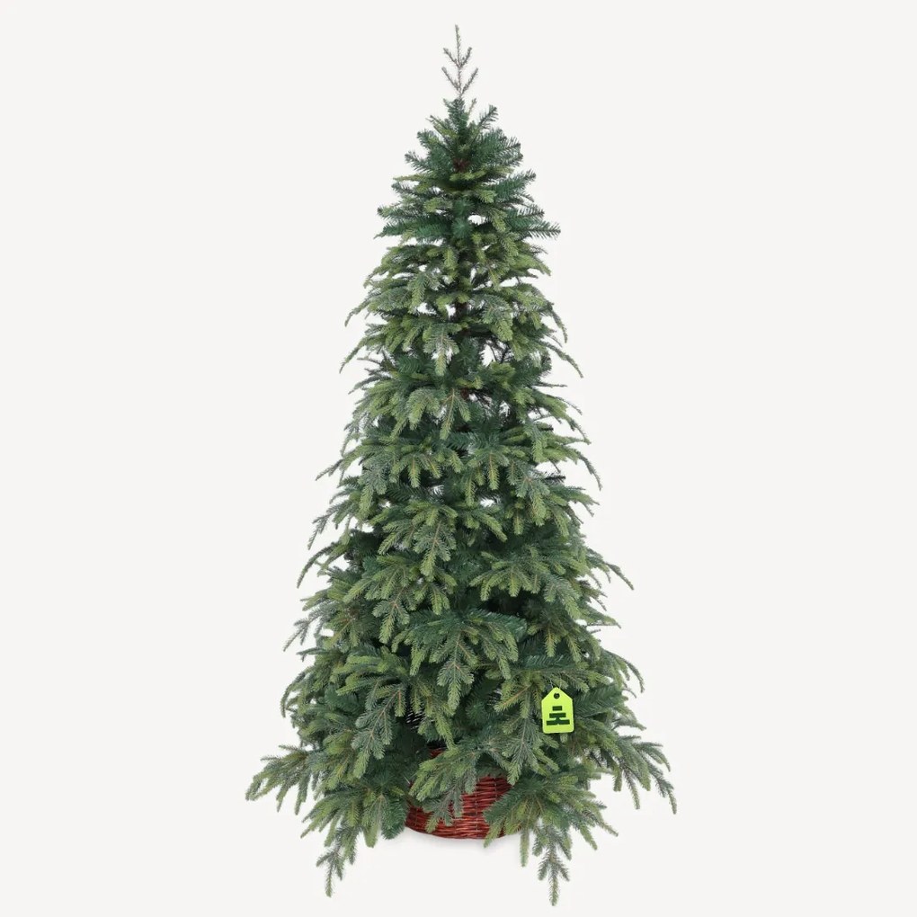 Smrk Natura 180 cm