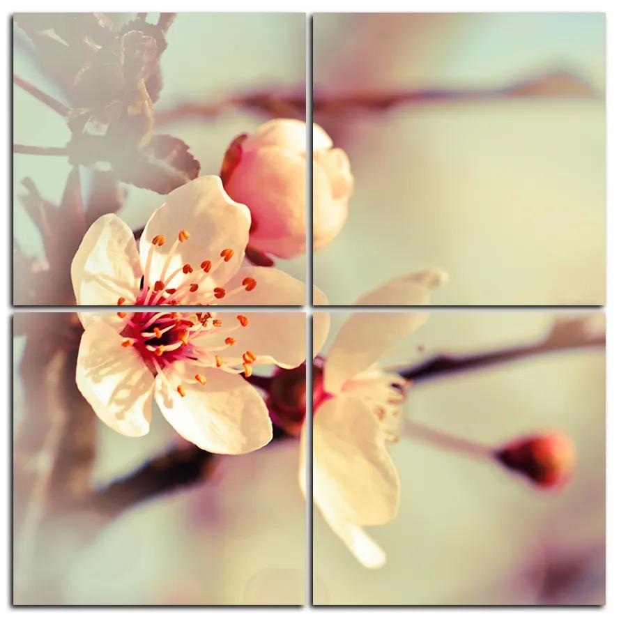 Obraz na plátně - Květ třešně - čtverec 358E (60x60 cm)