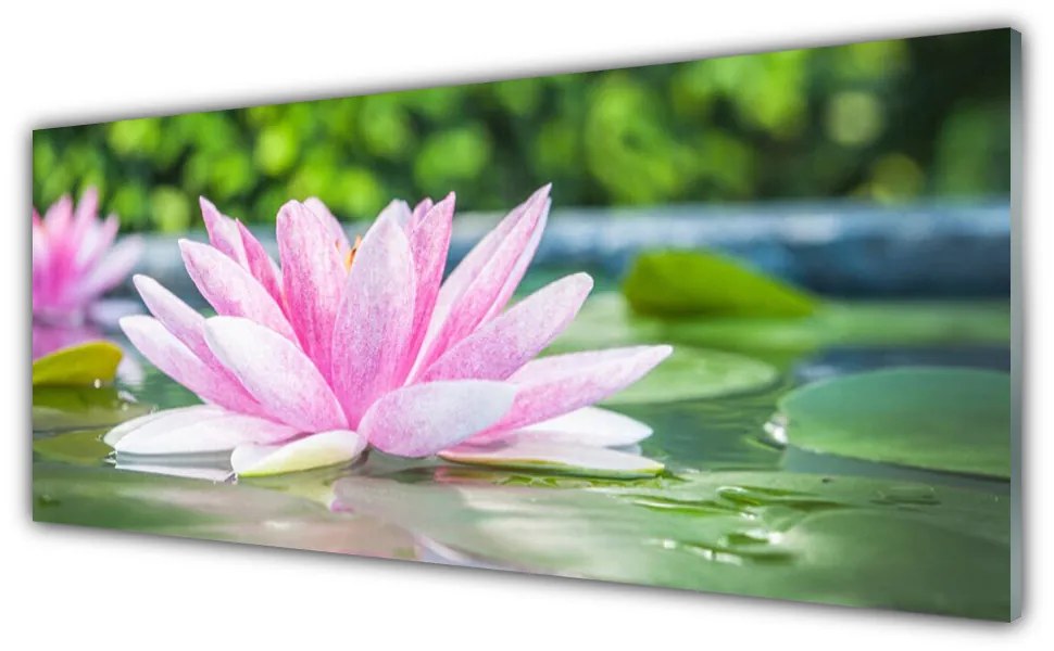 Plexisklo-obraz Vodní Lilie Rybník Příroda 125x50 cm
