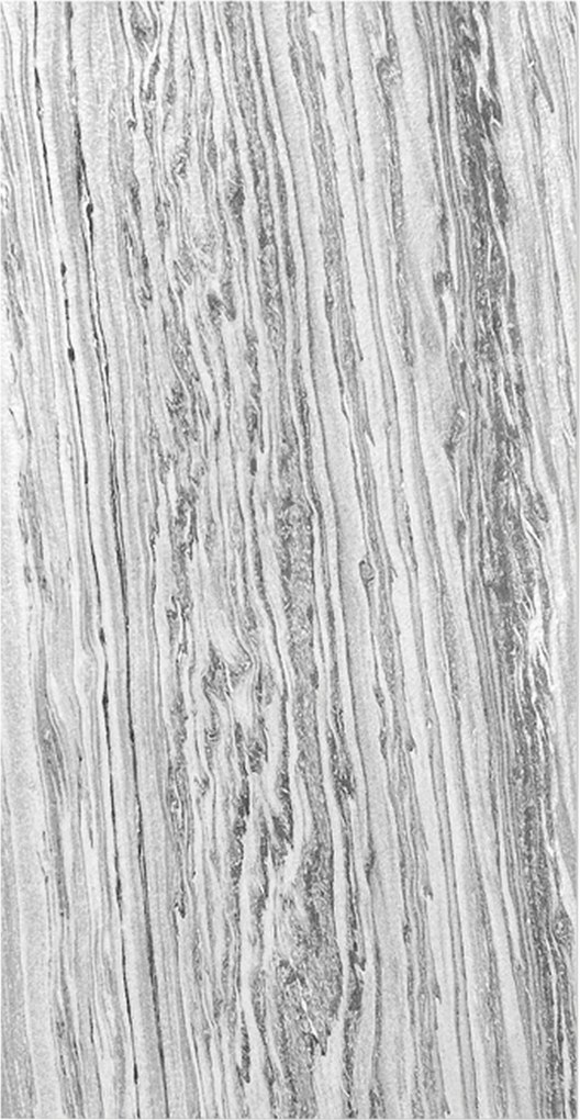 XXXLutz AKUSTICKÝ PANEL velikost: 52/104/0.7 cm Jangal - Online Only tapety - 003485001706