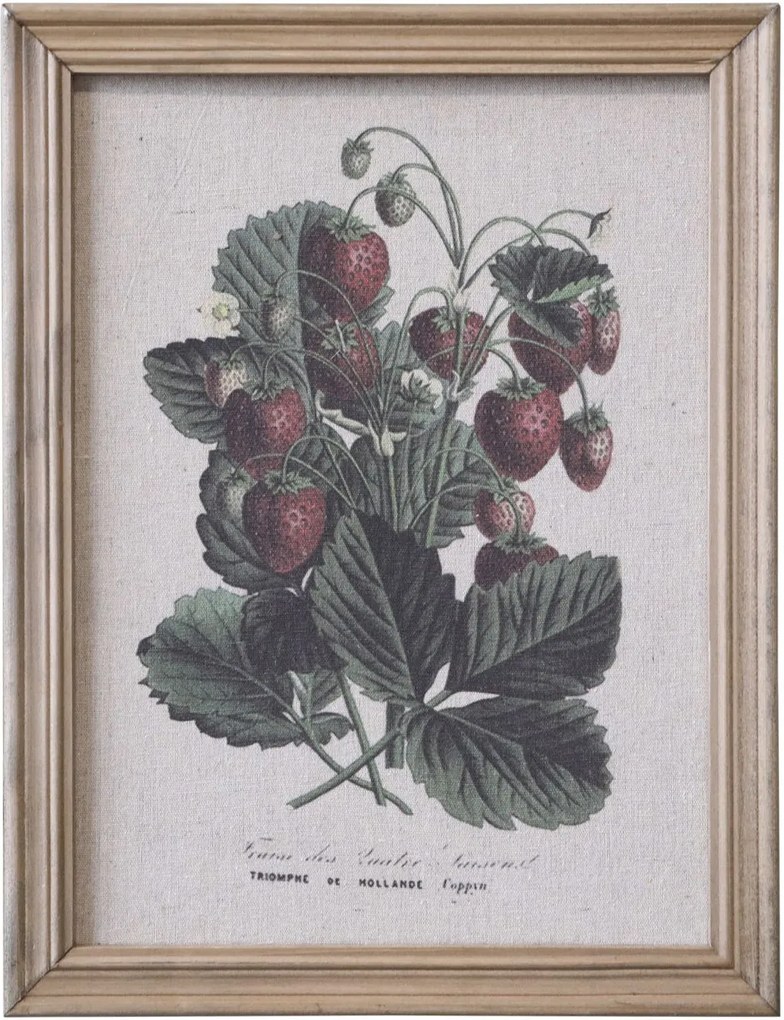 Chic Antique Botanický obraz v rámu Strawberry 43x33cm, červená barva, zelená barva, přírodní barva, dřevo, textil