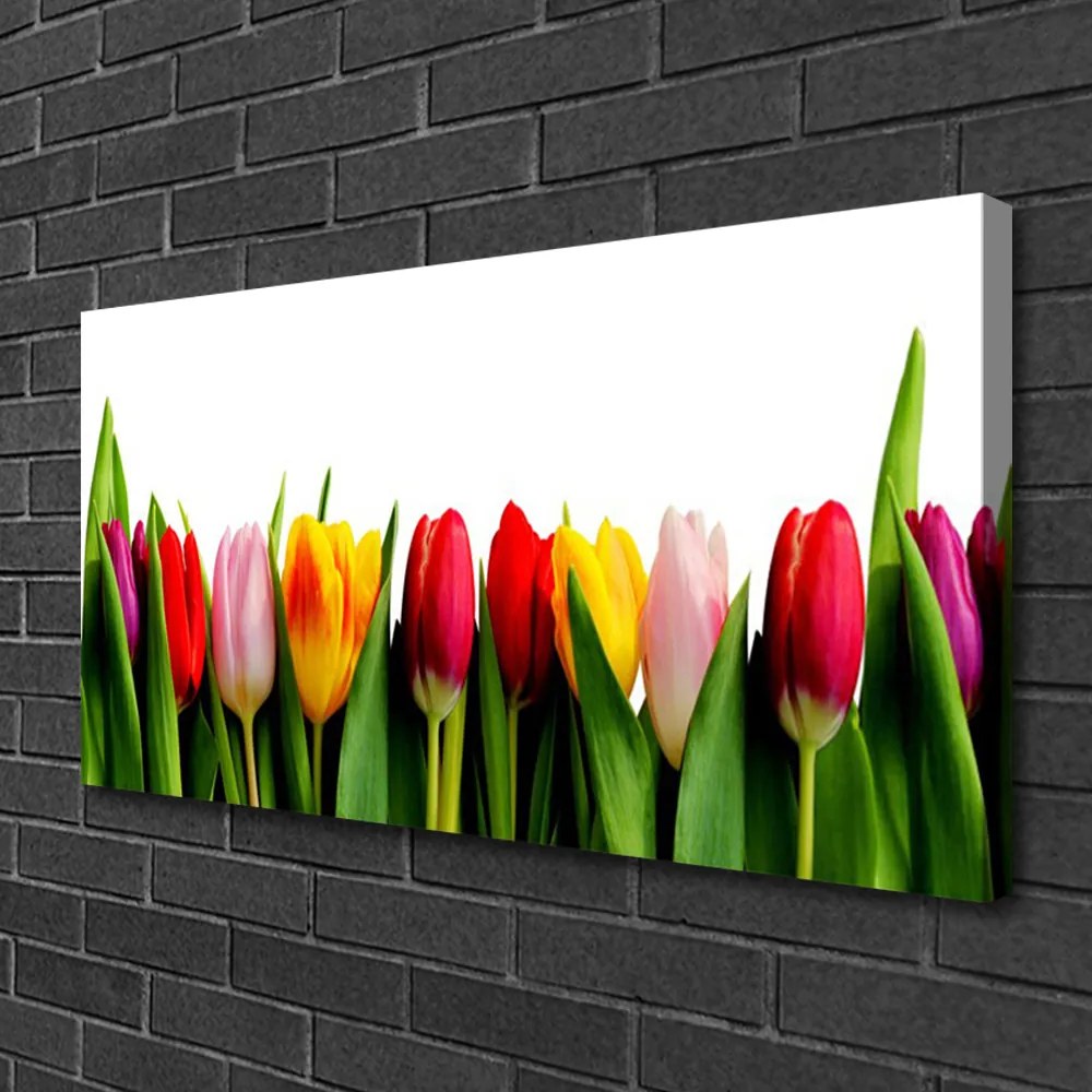 Obraz na plátně Tulipány Rostlina 100x50 cm