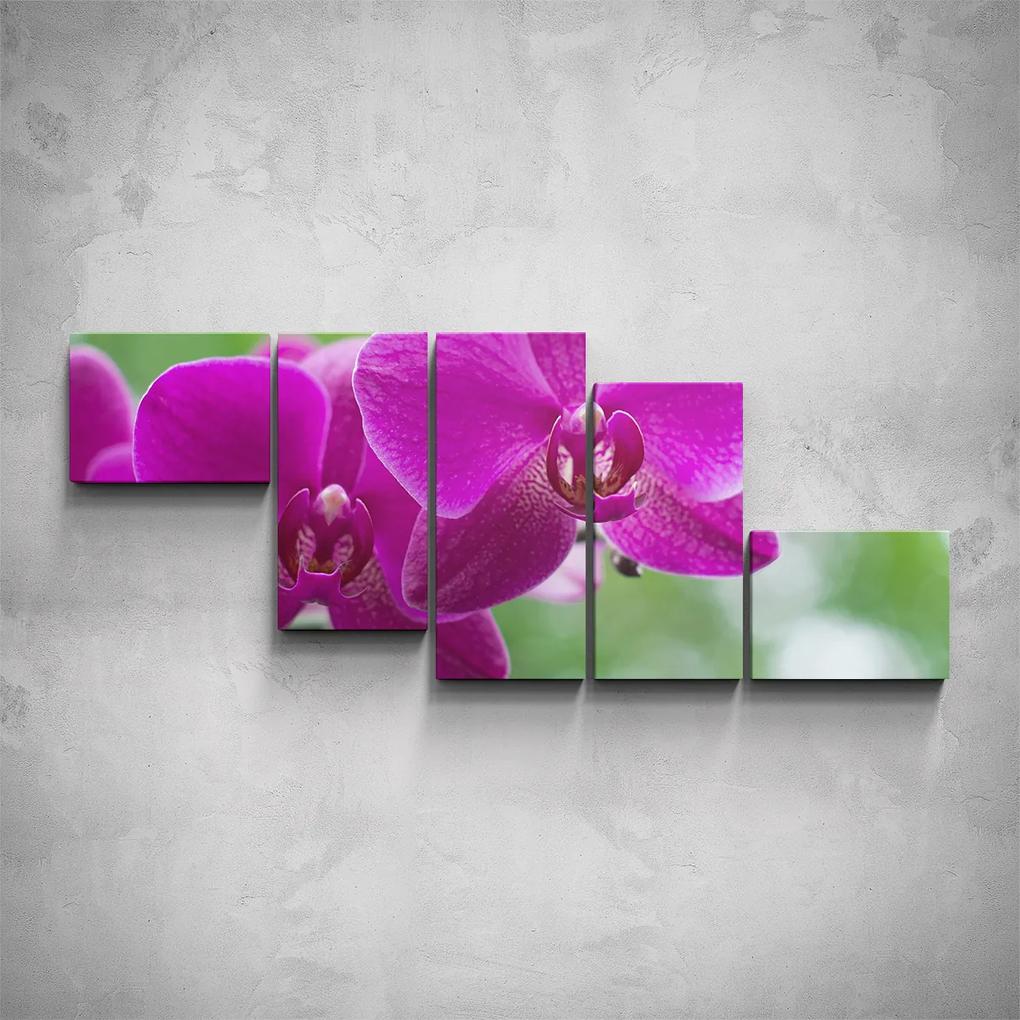 5-dílný obraz - Květy orchideje - PopyDesign
