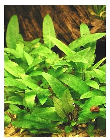 Cryptocoryne wendtii green