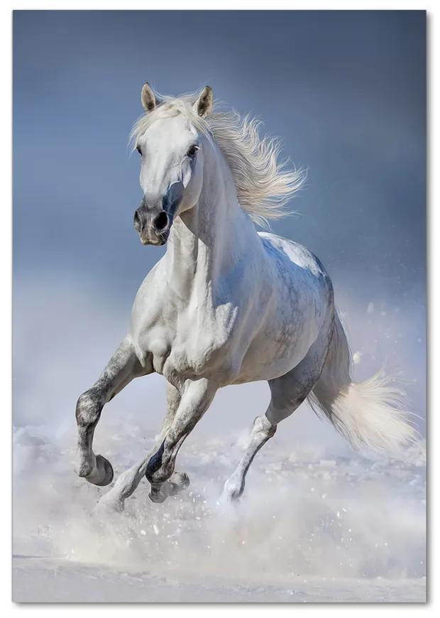 Wallmuralia Fotoobraz na skle Bílý kůň cval 70x100 cm