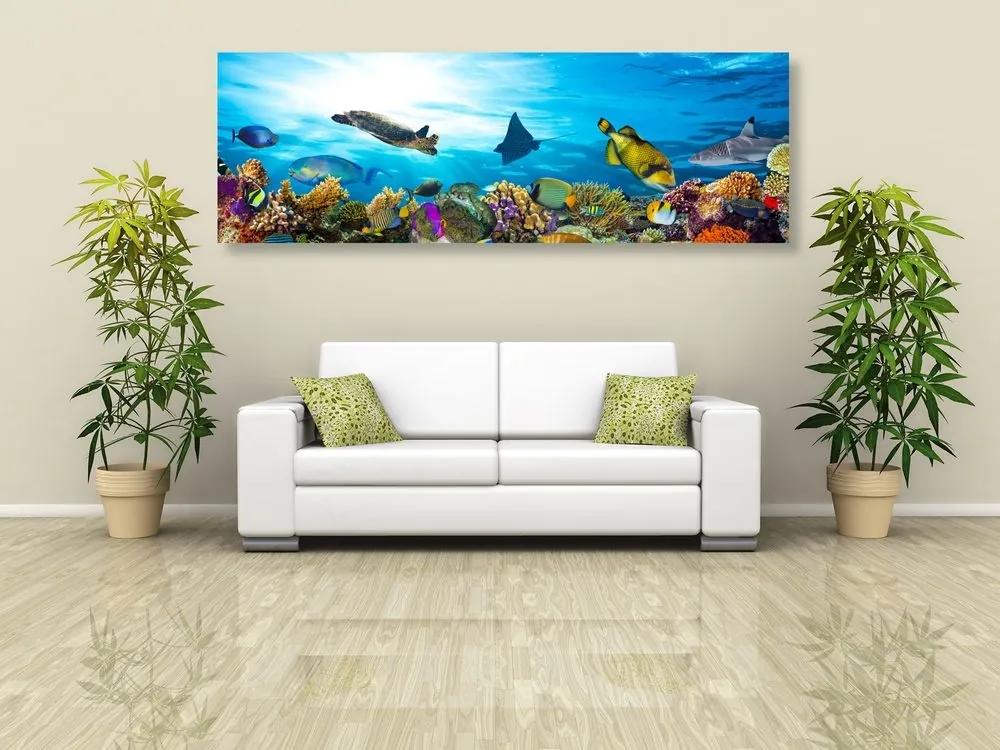 Obraz korálový útes s rybkami a želvami - 135x45 cm