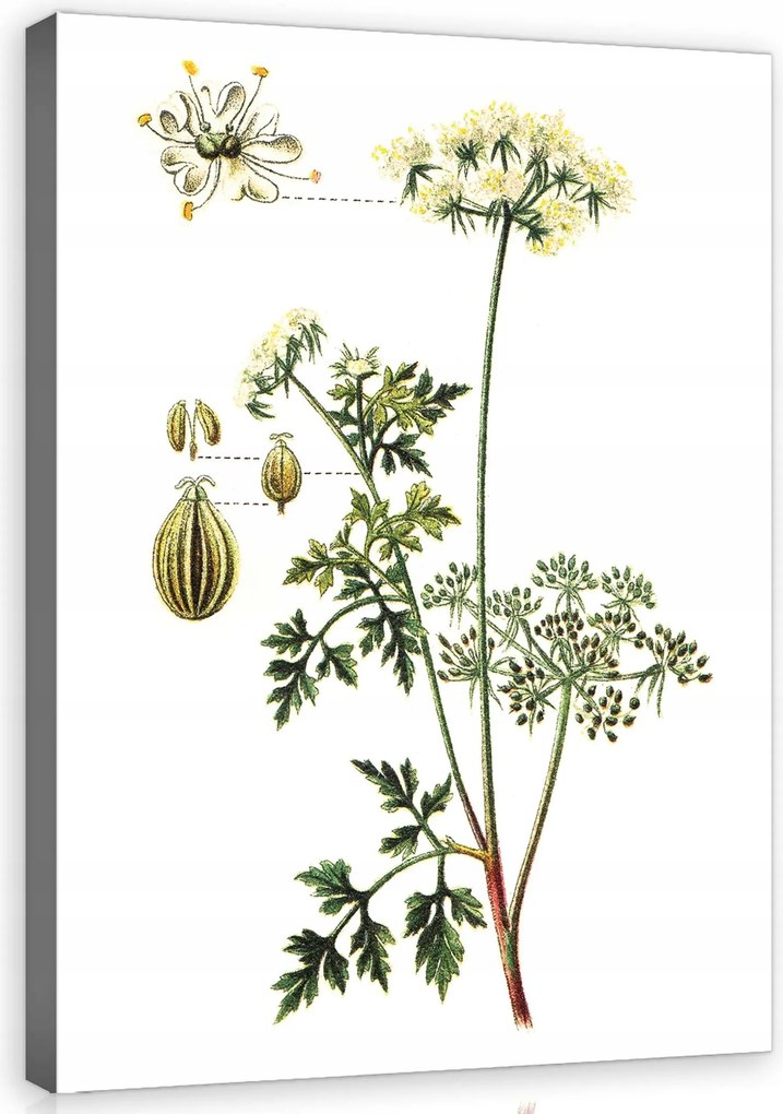 Obraz 75x100 Petržel psí Aethusa cynapium botanická ilustrace květiny