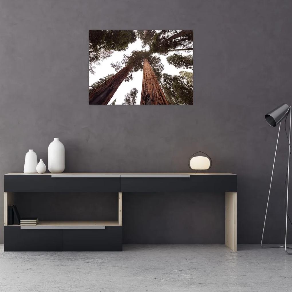 Skleněný obraz - Pohled skrz koruny stromů (70x50 cm)